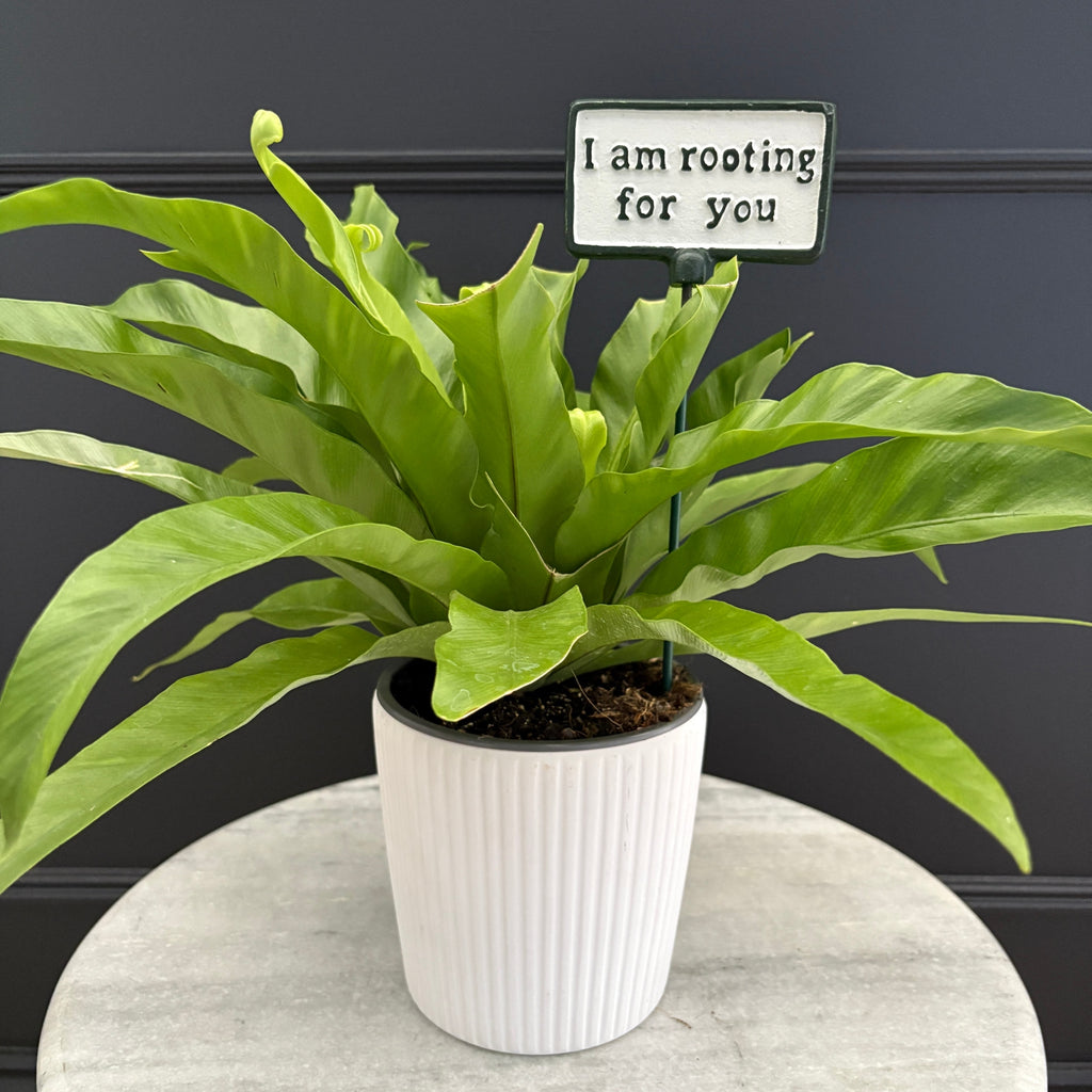 Plant Signage - Limited Abode
